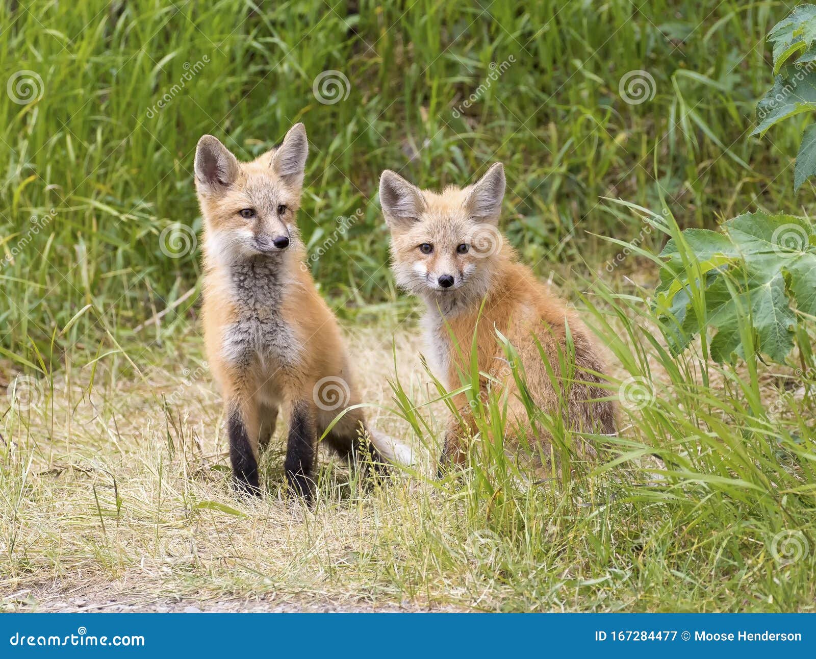 RED FOX KITS on GREEN GRASS STOCK IMAGE Stock Image - Image of tetons ...