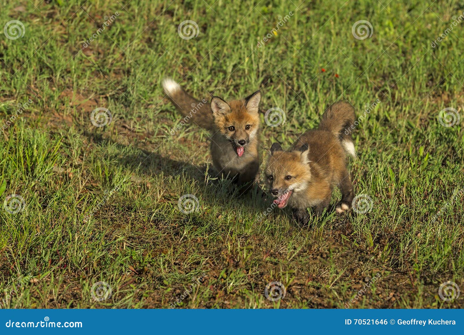 Red Fox Kits (Vulpes Vulpes) Run Wildly Stock Photo - Image of outdoors ...