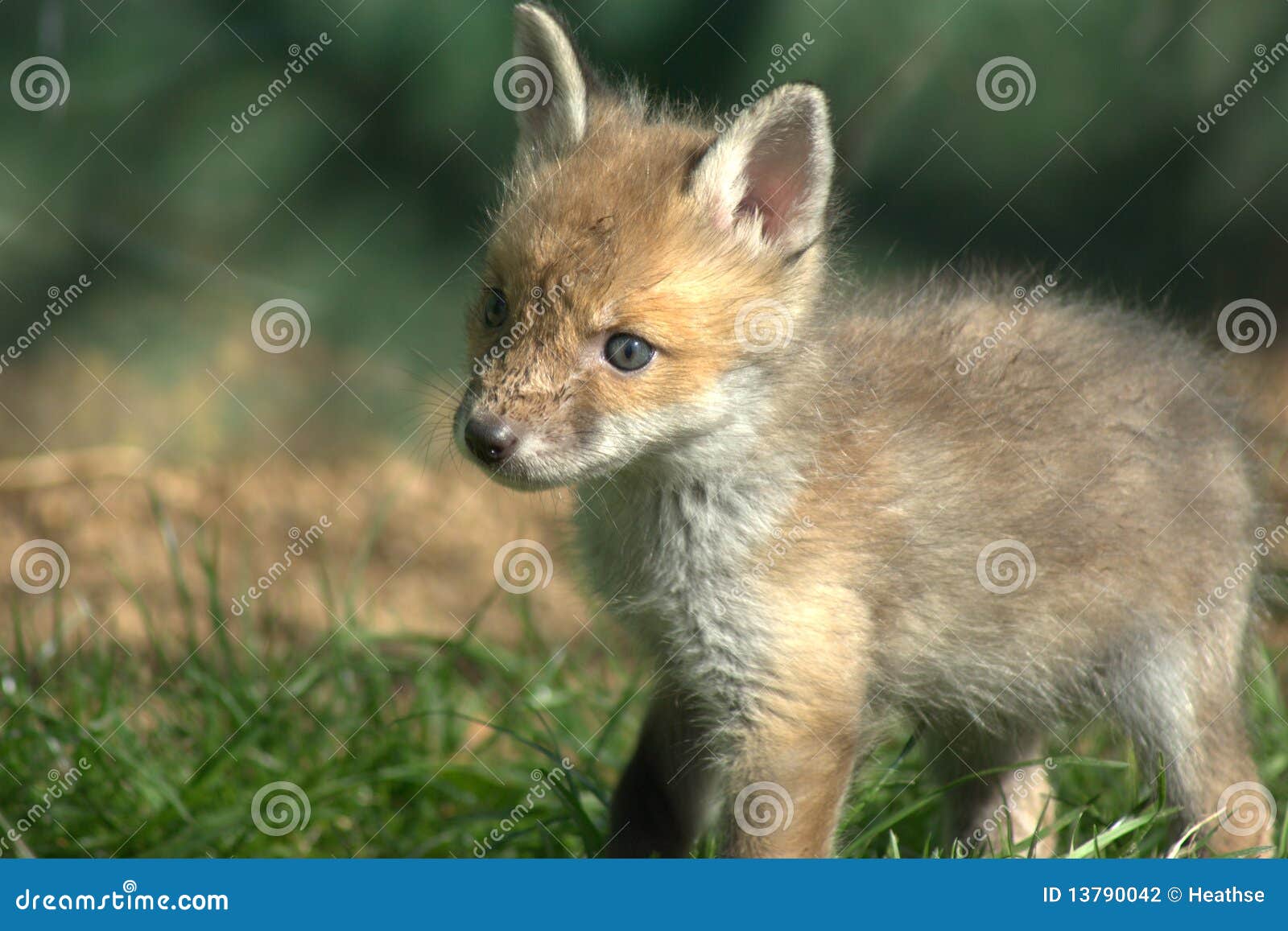 Red Fox Kitten (vulpes Vulpes ) Stock Photo - Image of wildlife, cuddly ...