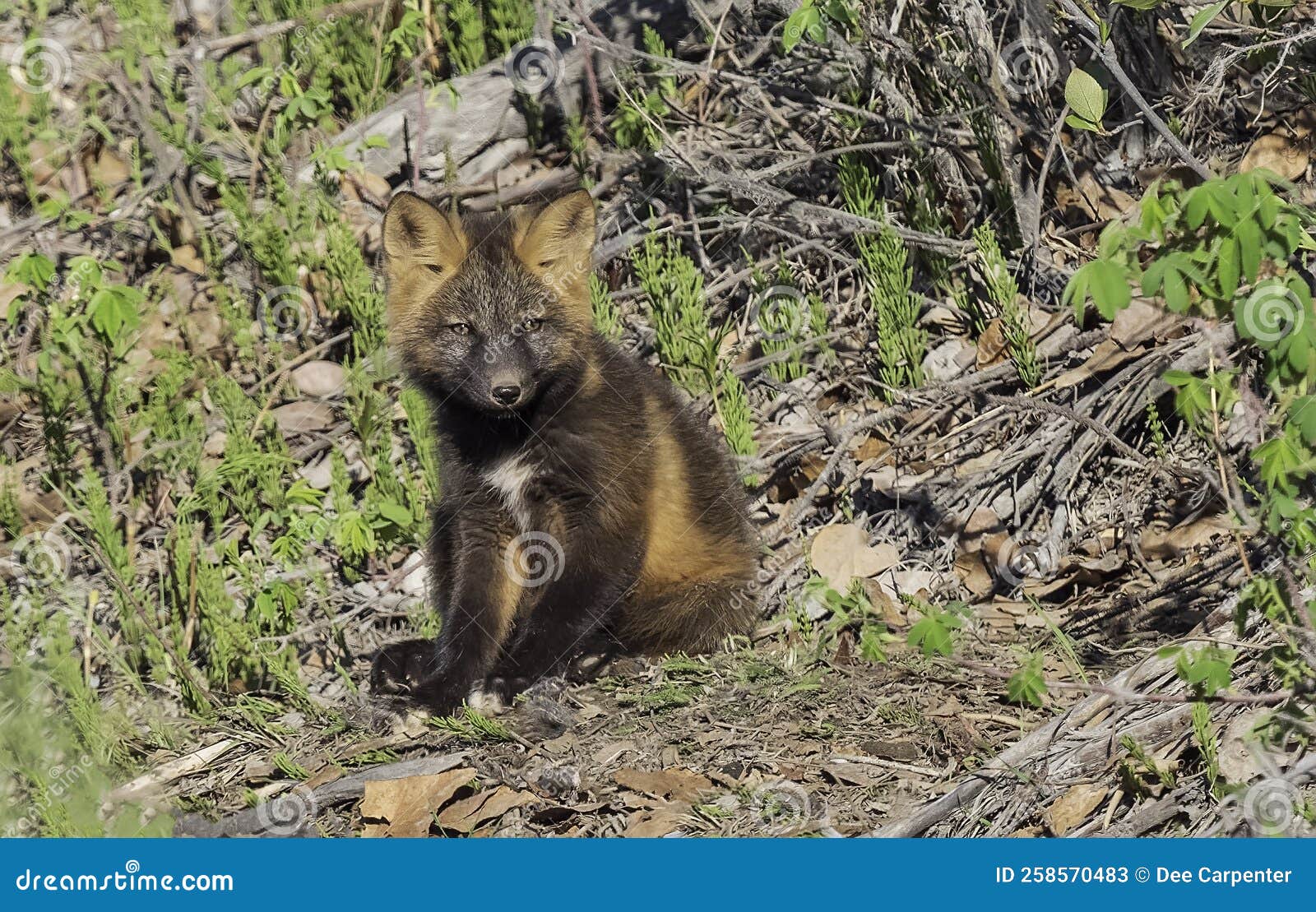 A Red Cross Fox Kit in Alaska Stock Image - Image of kits, closeup ...