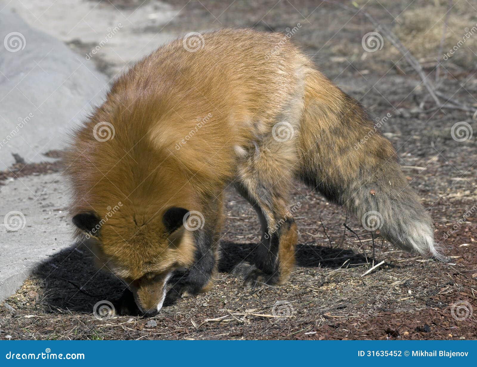 Red fox 2 stock photo. Image of predator, legged, claw - 31635452