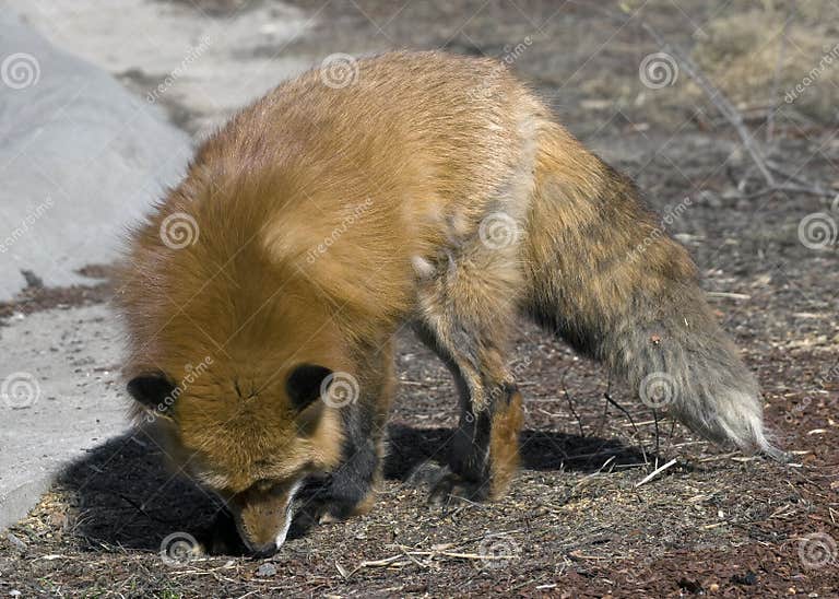 Red fox 2 stock photo. Image of predator, legged, claw - 31635452