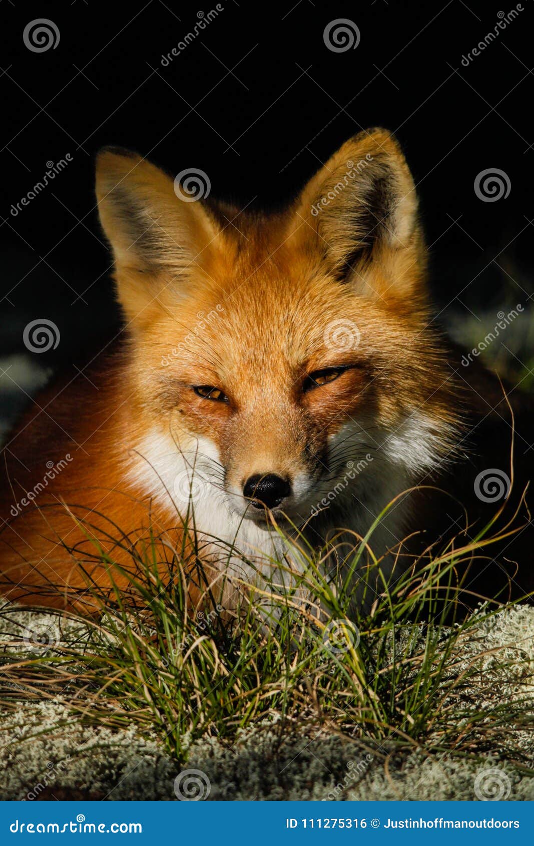 Red Fox Laying Down Photos - Free & Royalty-Free Stock Photos from ...