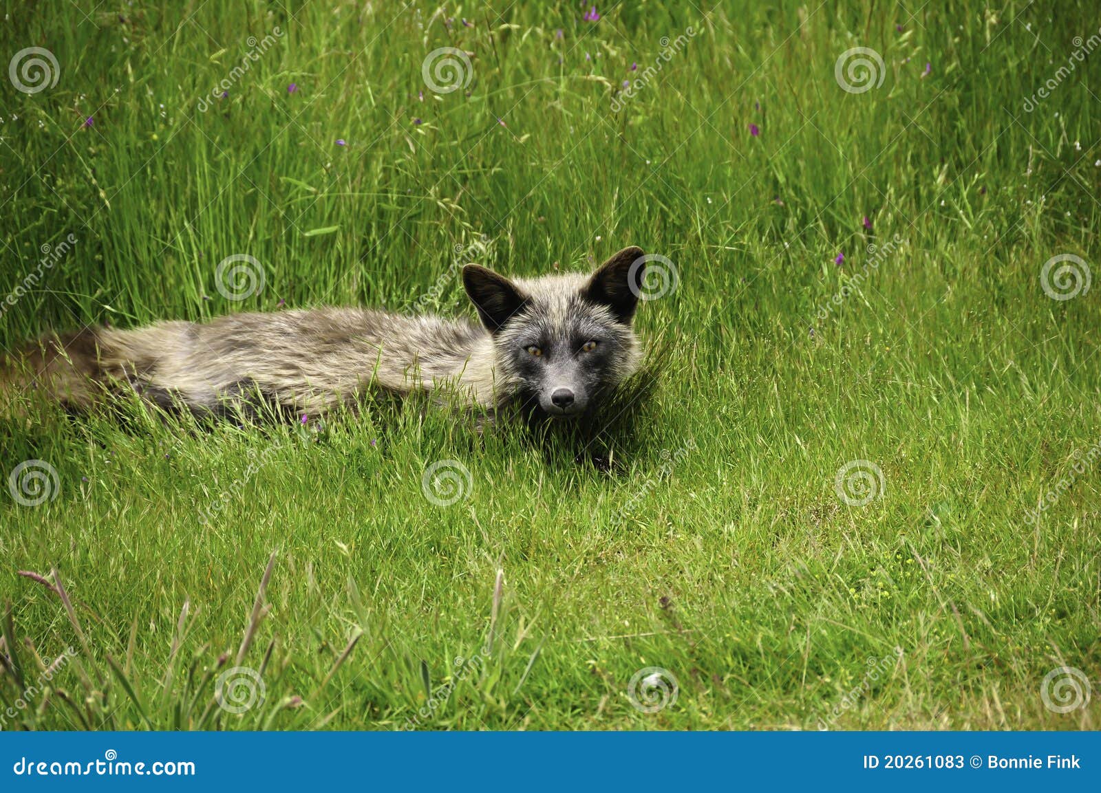 Red Fox Laying in the Grass Stock Image - Image of grass, flowers: 20261083