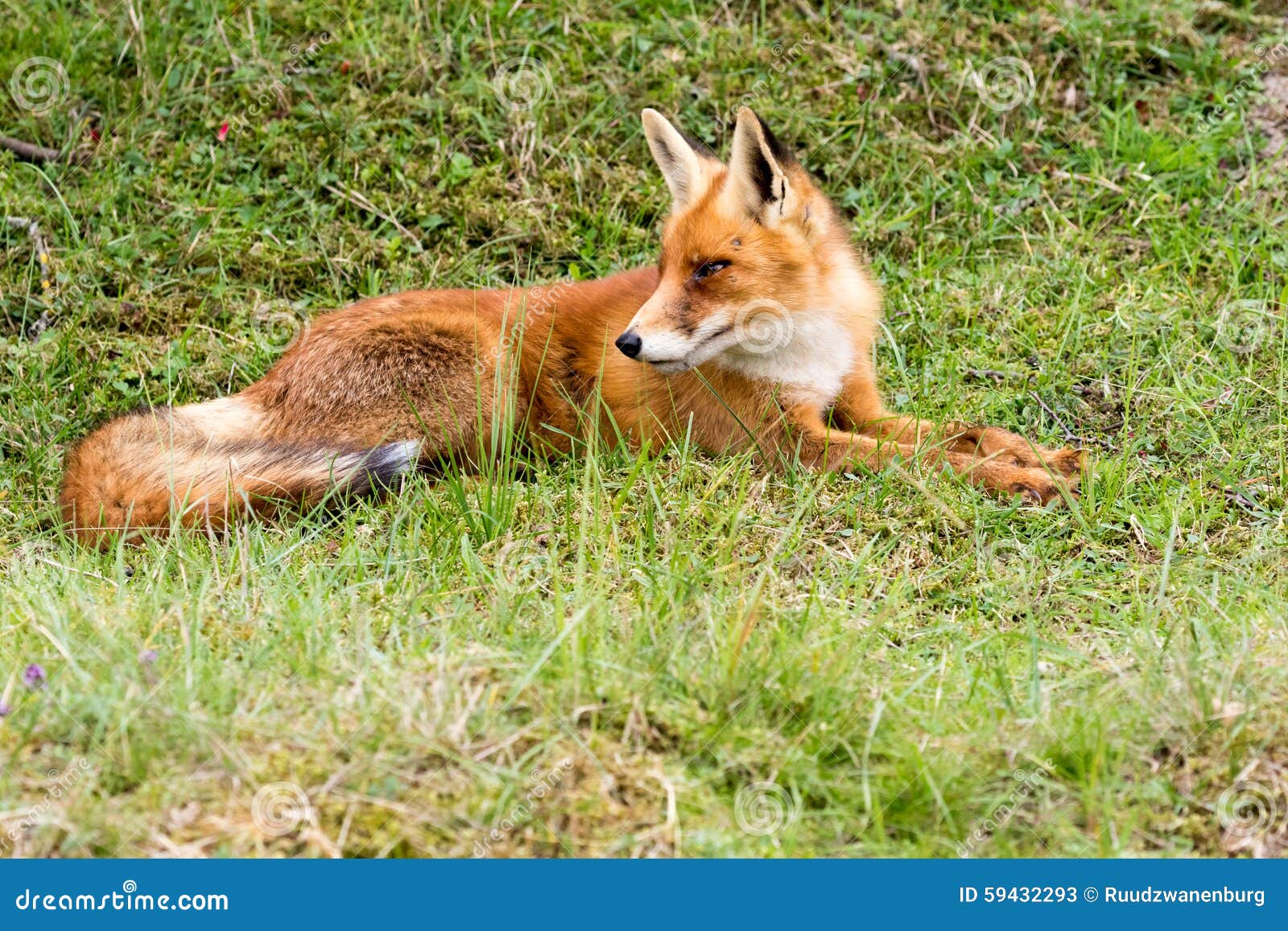 Red Fox. stock image. Image of nature, grass, wildlife - 59432293