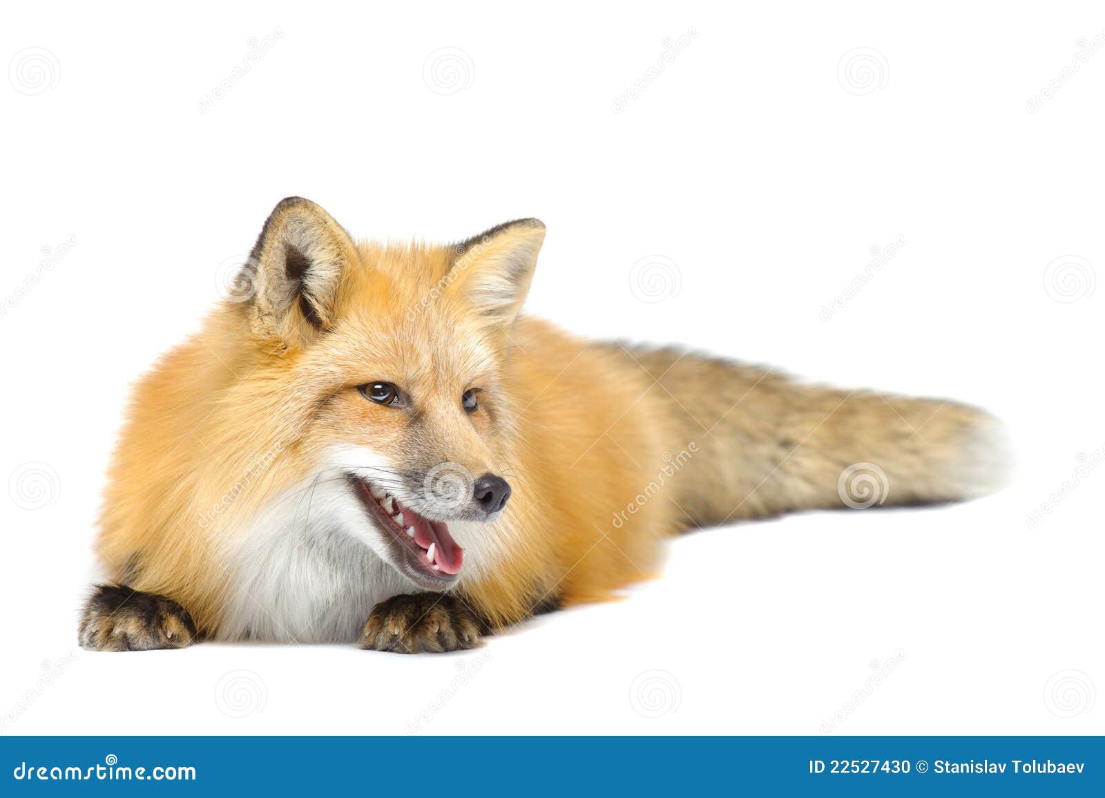 Red Fox Laying Looking Aside Stock Photo - Image of wild, isolated ...