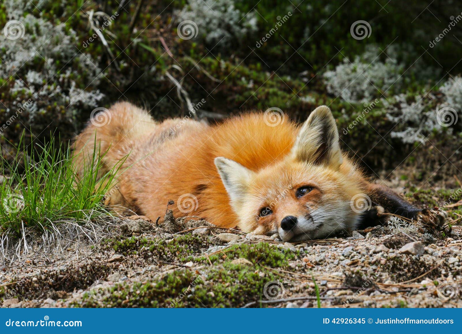 Red Fox Laying in Moss stock image. Image of field, rest - 42926345