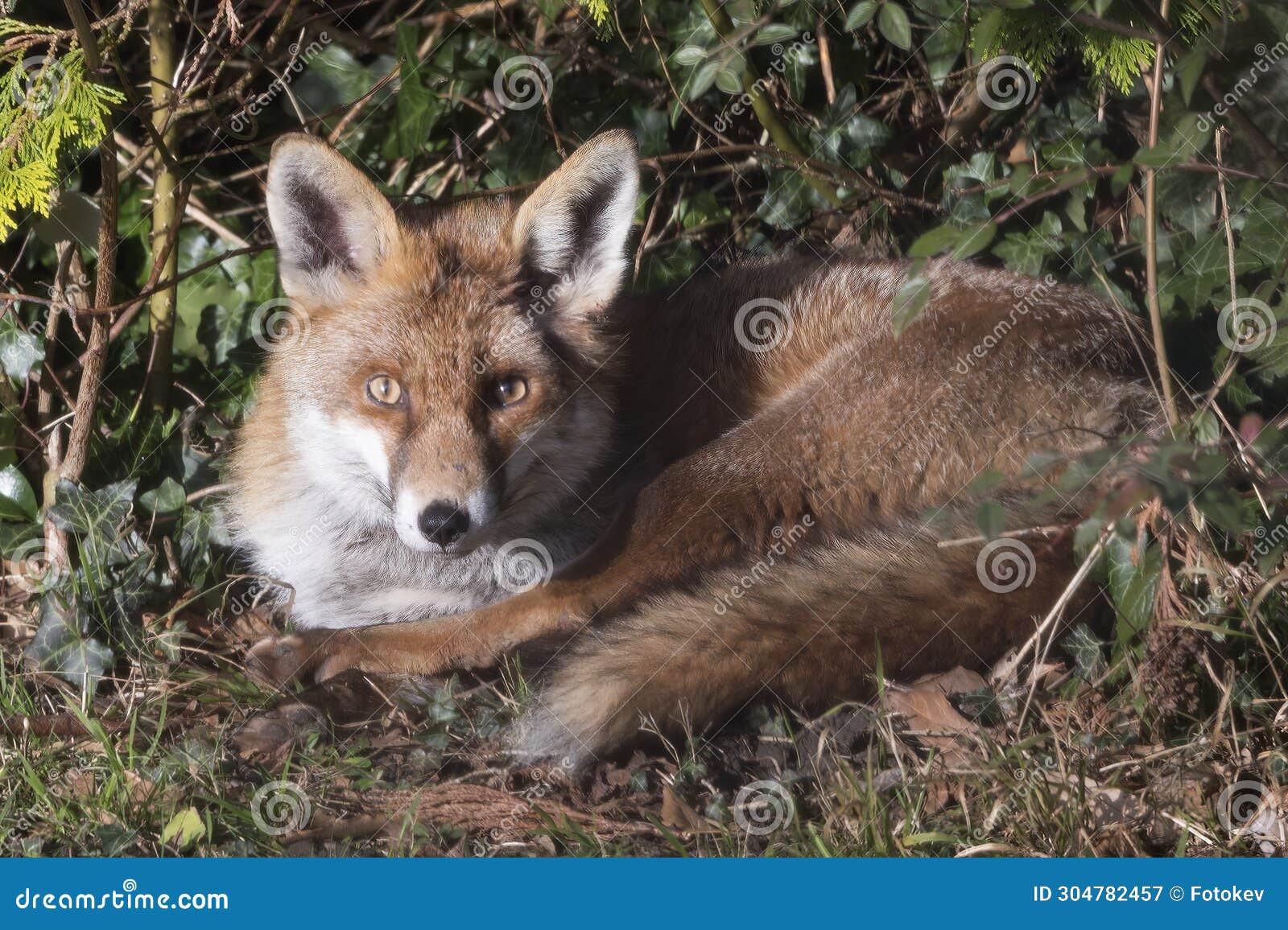 Red fox laying in the sun stock image. Image of outdoor - 304782457
