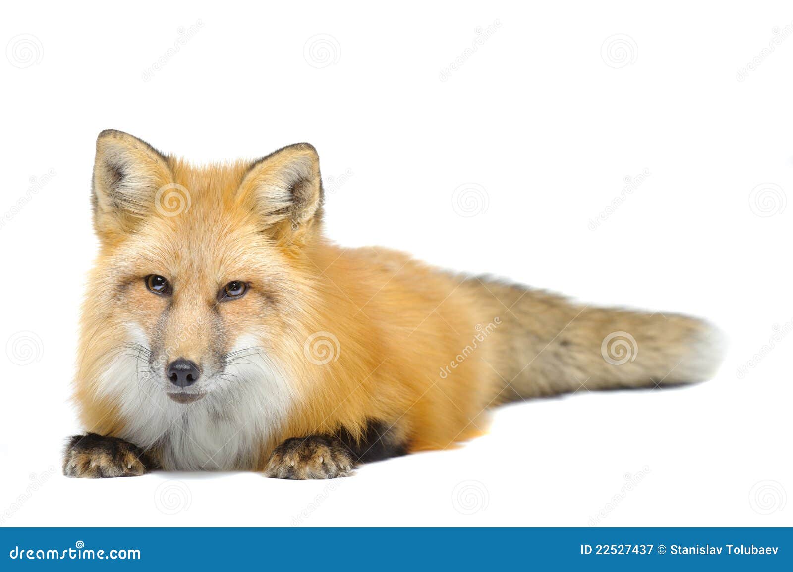 Red Fox Laying Towards To Cam Stock Image - Image of wild, animal: 22527437