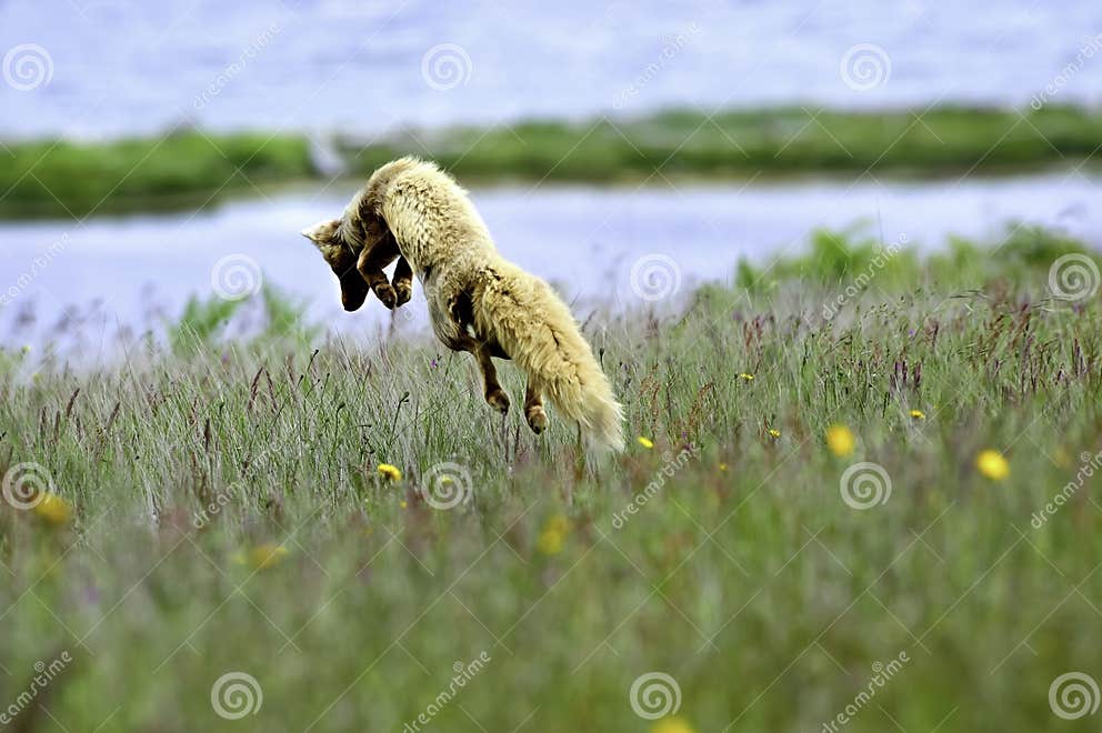 A Red Fox Leaping stock image. Image of animal, leaping - 20371257