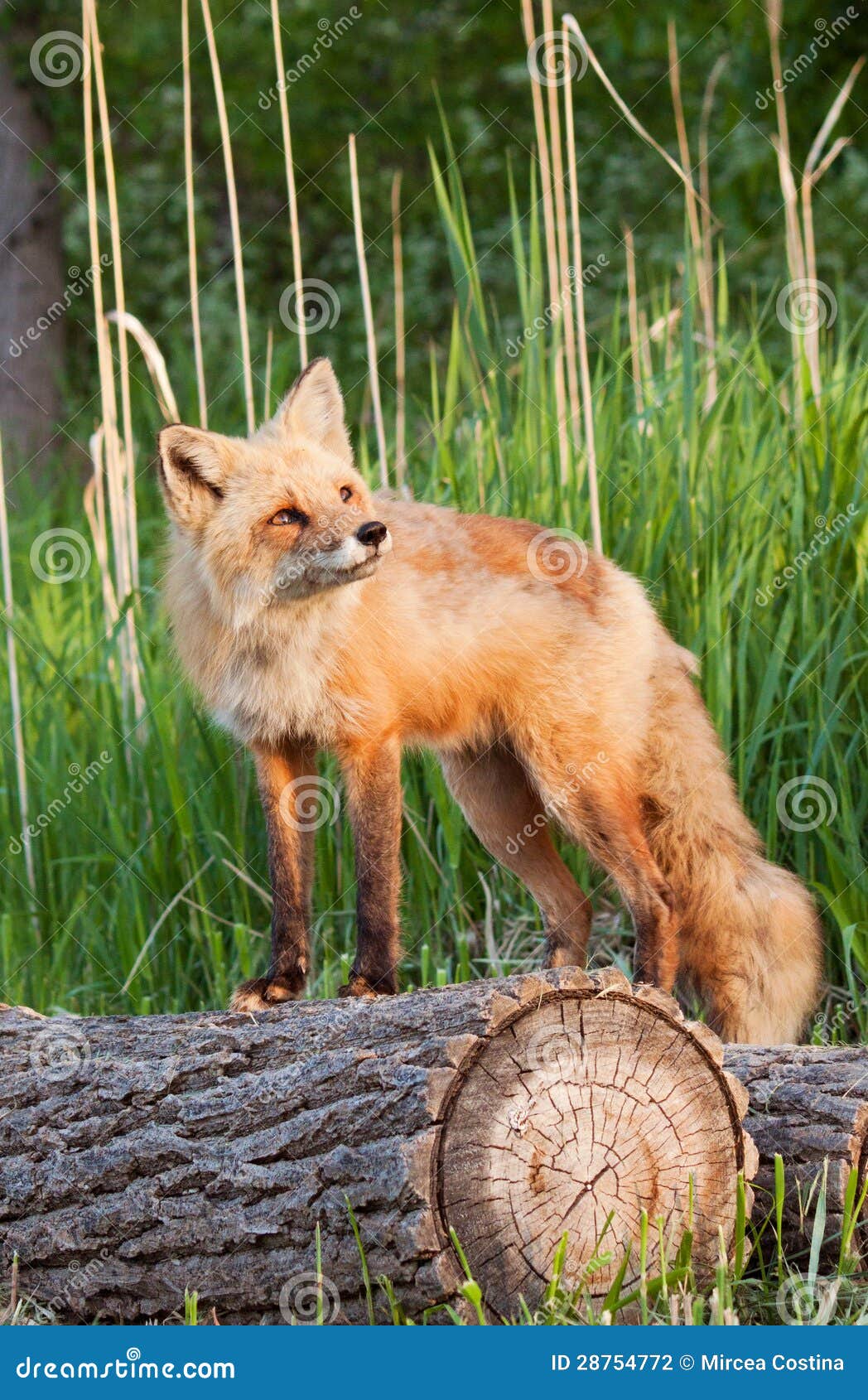 Red fox on the log stock photo. Image of devious, canada - 28754772