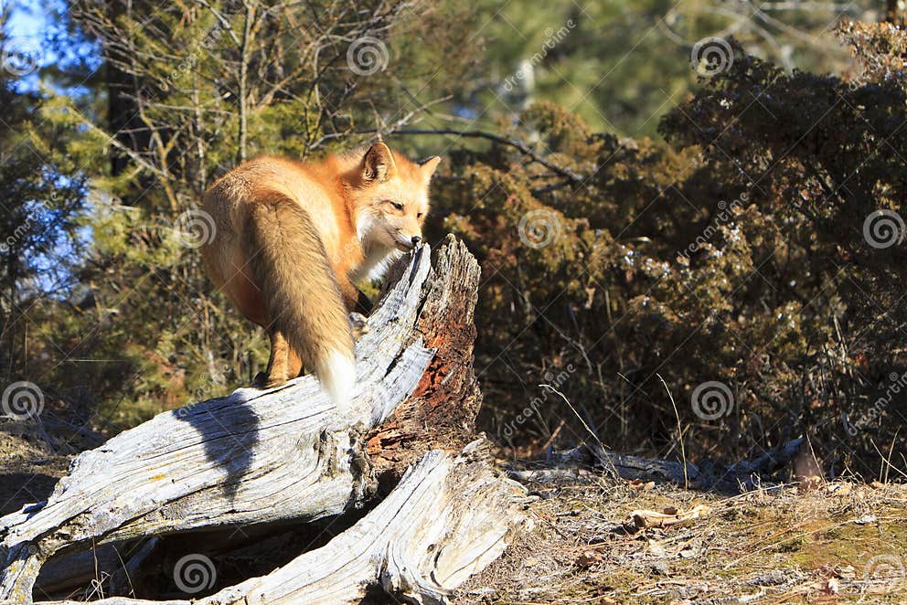 Red fox on log stock image. Image of morning, nature - 84307415