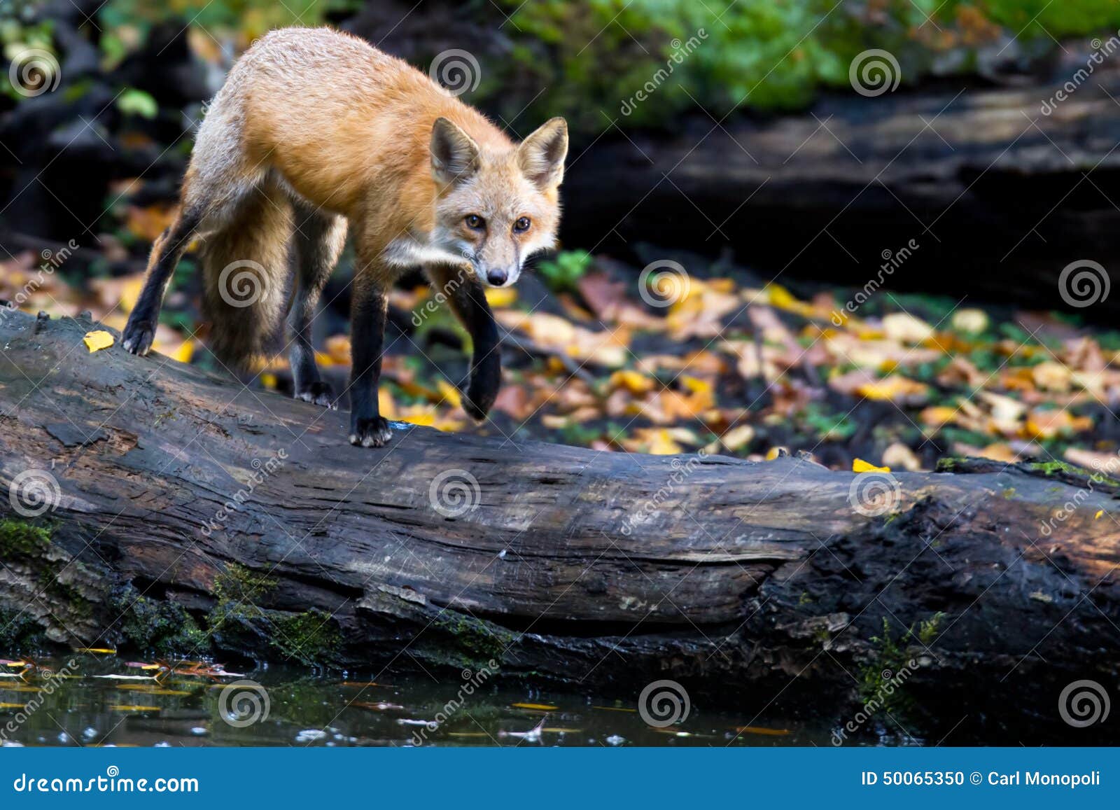 Red Fox stock photo. Image of morning, fall, vulpes, pond - 50065350