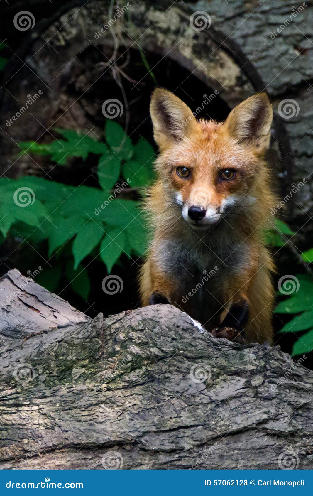 Red fox log stock photo. Image of eyes, black, staring - 57062128