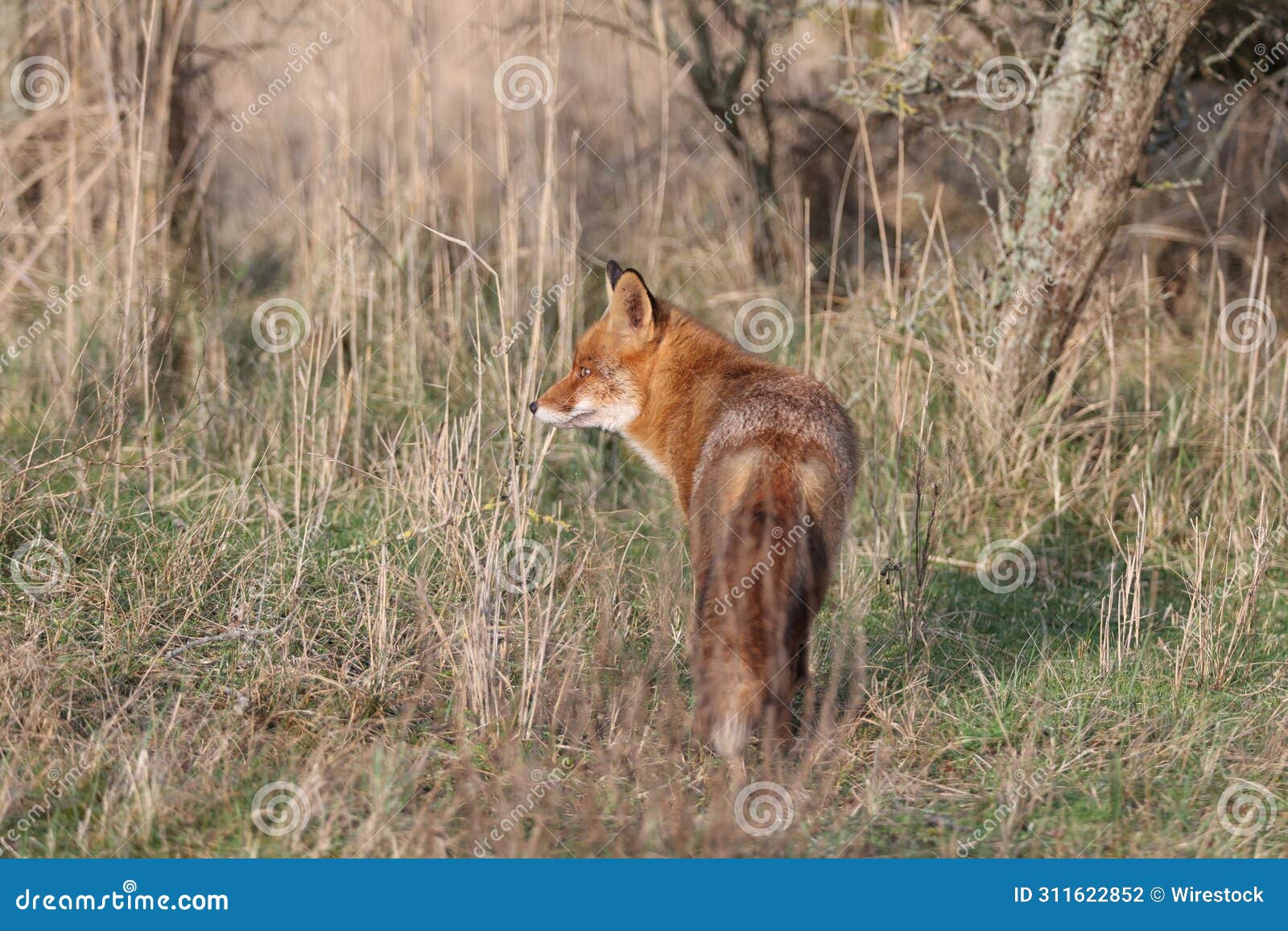 Red Fox with Long Fur Standing in Tall Grass. Stock Photo - Image of ...