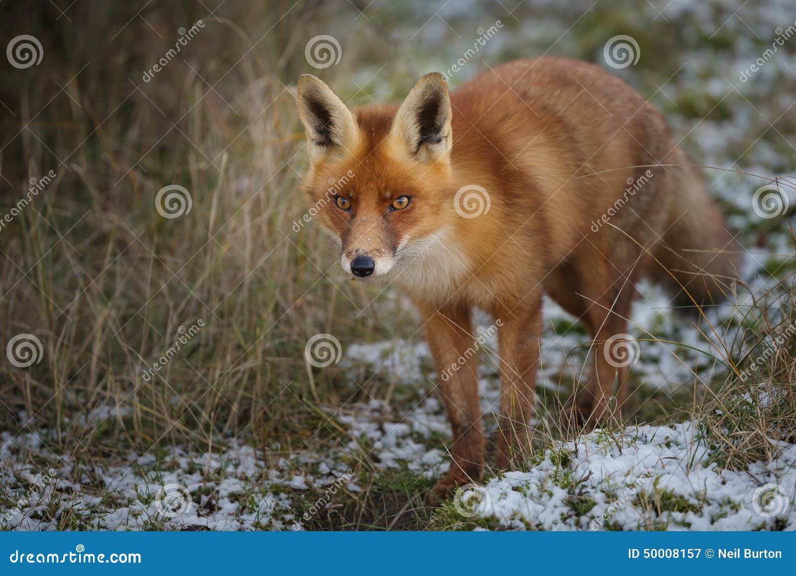 Red fox in long grass stock image. Image of face, snow - 50008157