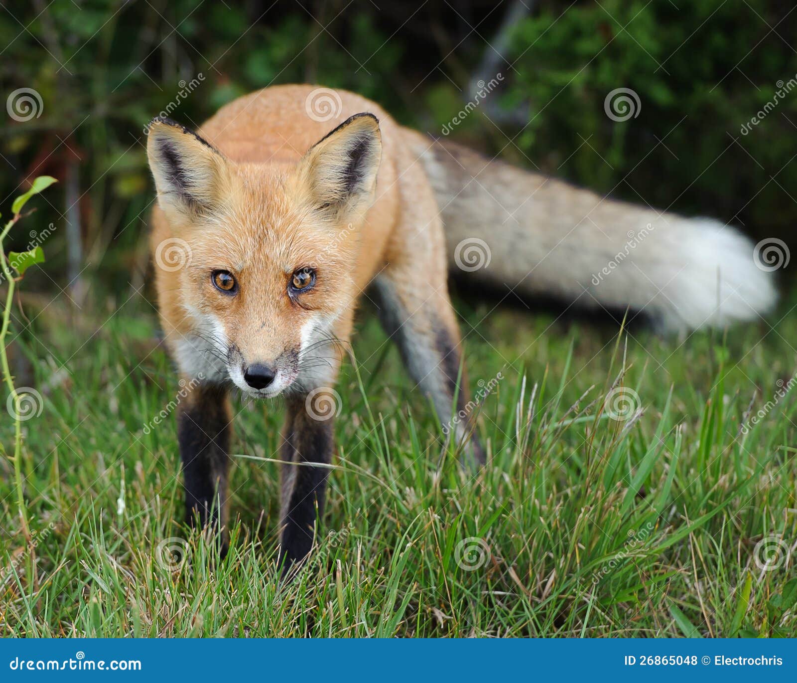 Red Fox Looking stock photo. Image of staring, wildlife - 26865048