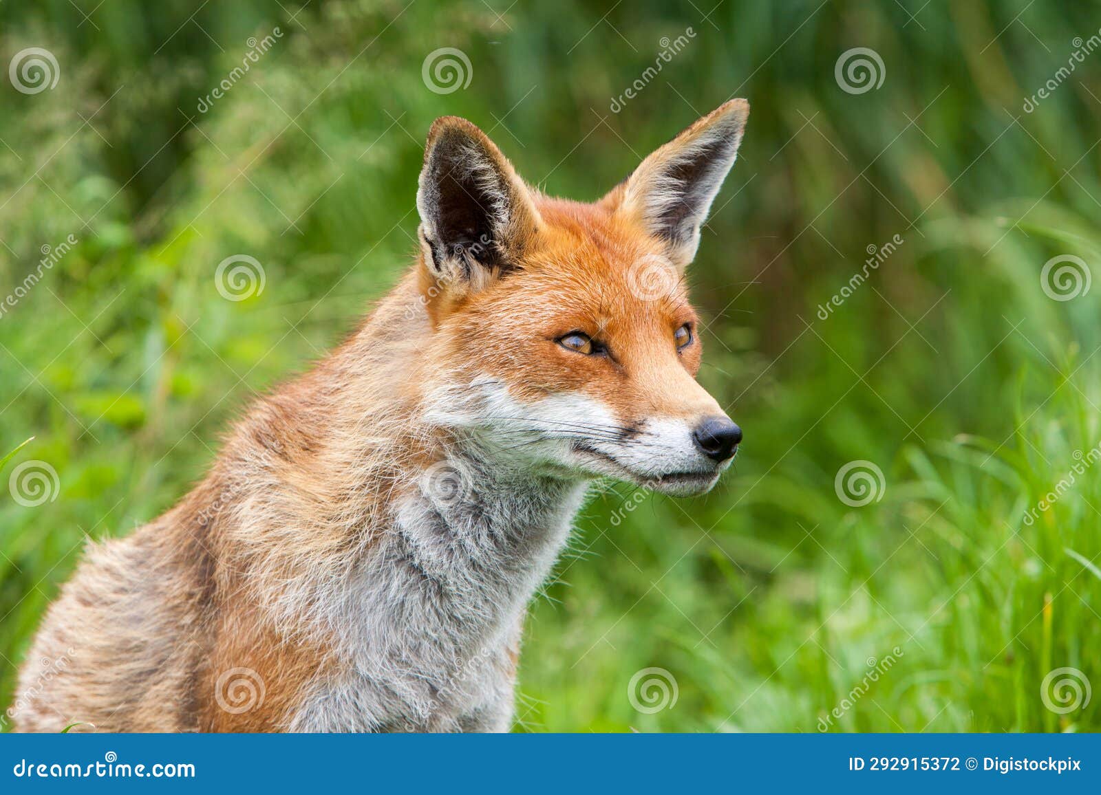 Red fox looking alert stock photo. Image of rural, grass - 292915372