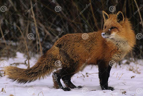 Red Fox Looking Back stock image. Image of mammal, foxes - 9152647