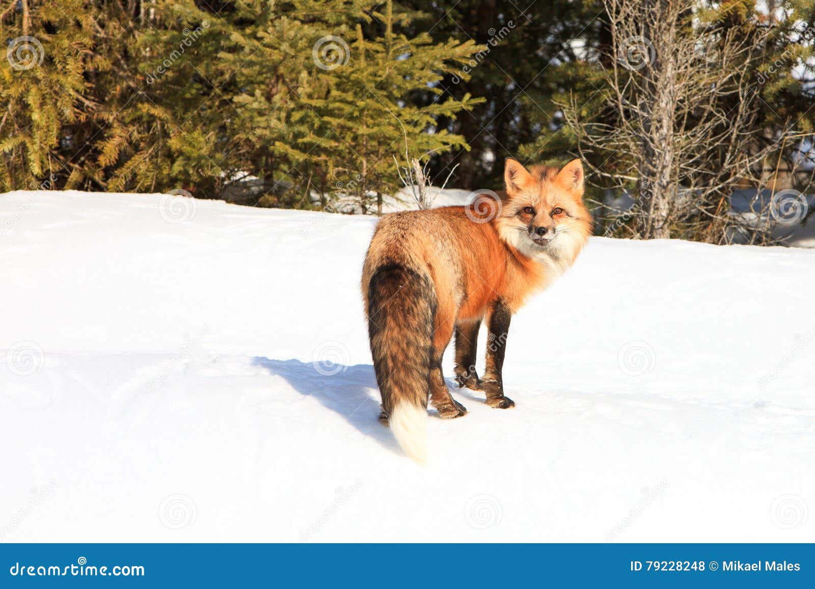 Red fox looking back stock photo. Image of color, outdoors - 79228248