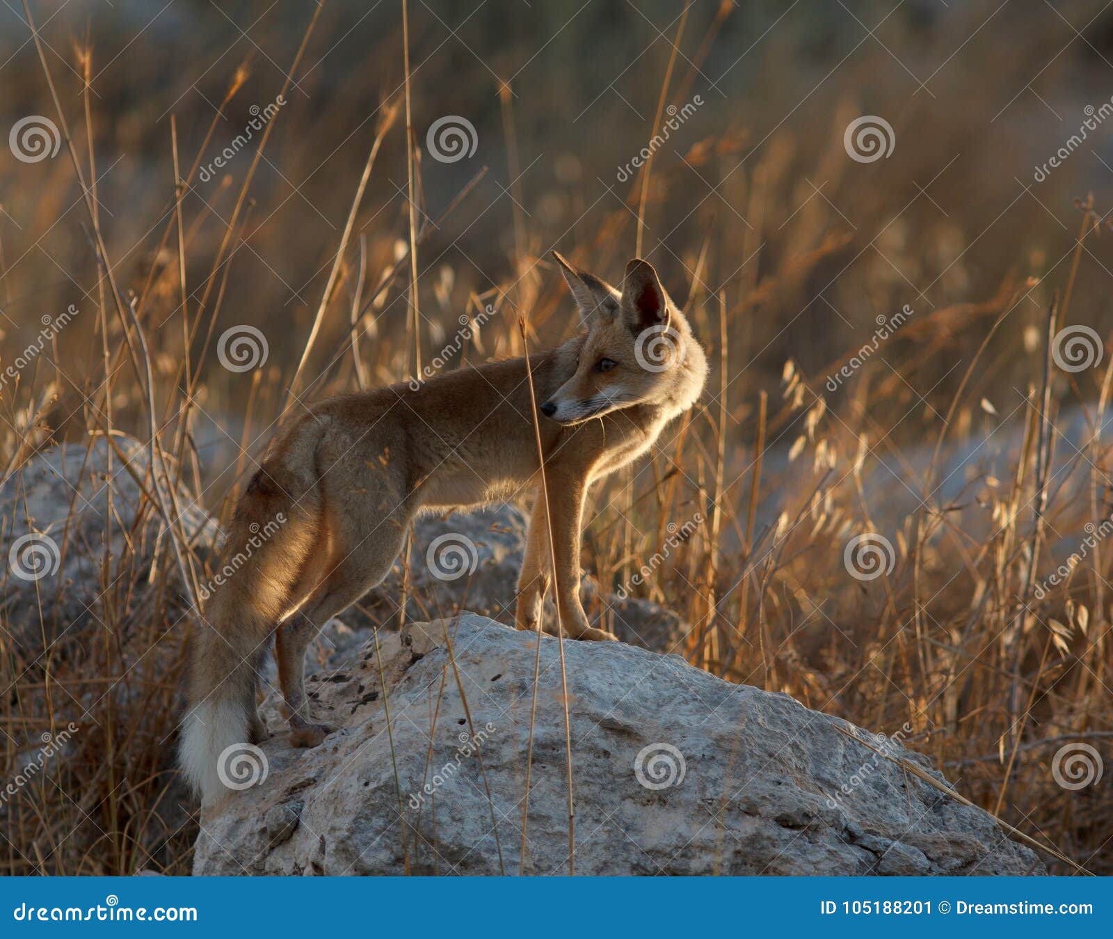 Red Fox Looking Back Over Its Shoulder Stock Image - Image of nocturnal ...