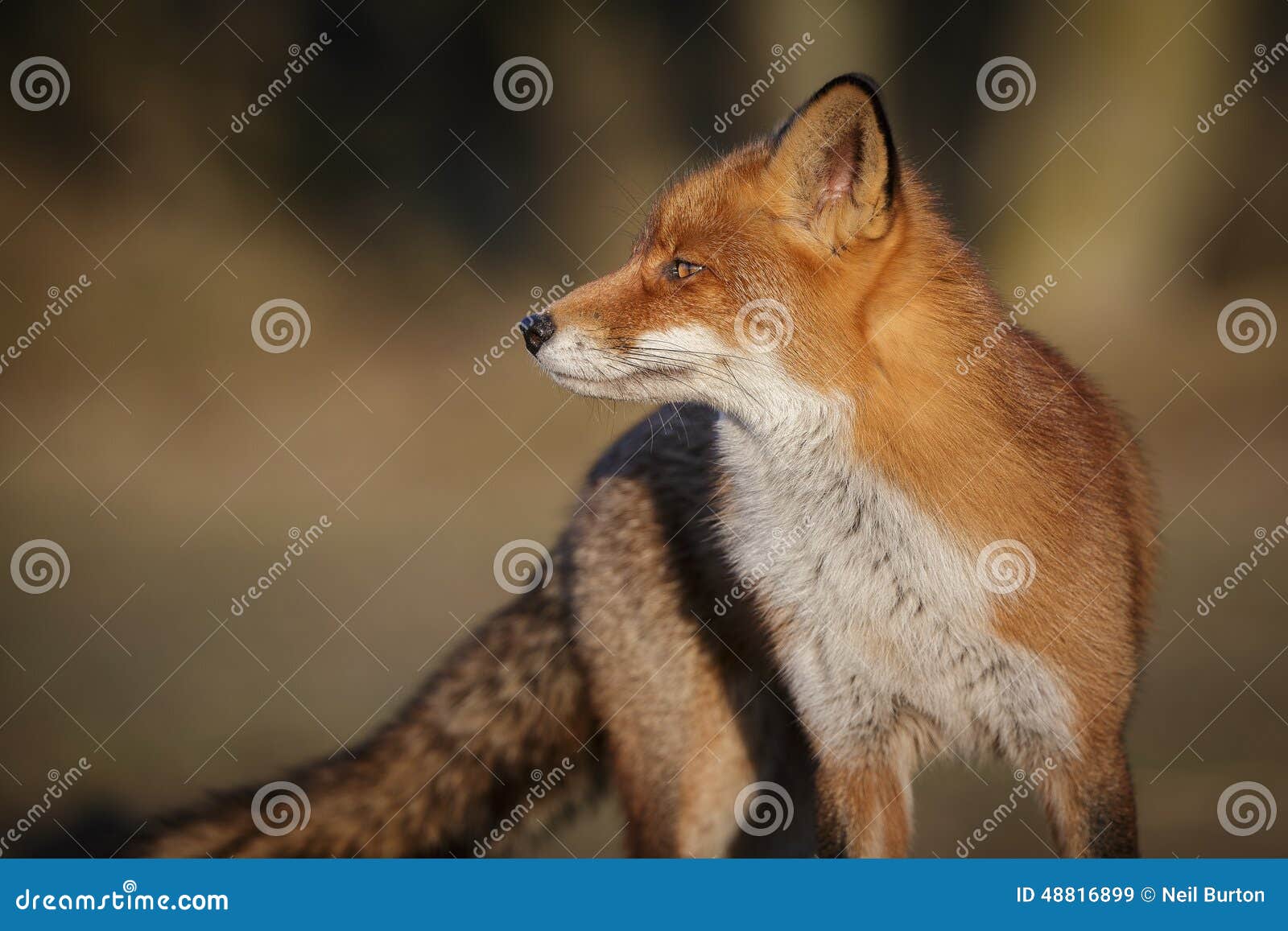 Red fox looking back stock image. Image of predatory - 48816899