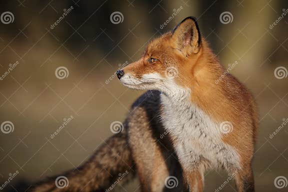 Red fox looking back stock image. Image of predatory - 48816899
