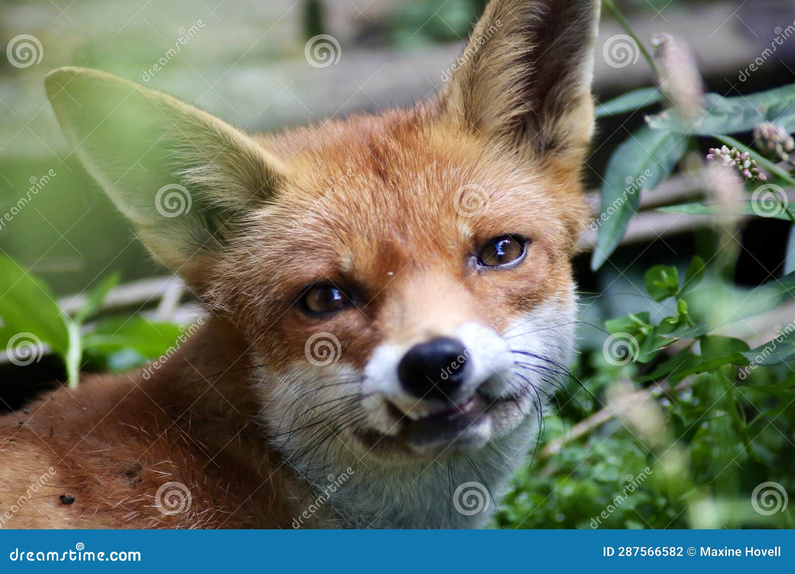 Red fox looking at camera stock photo. Image of straight - 287566582
