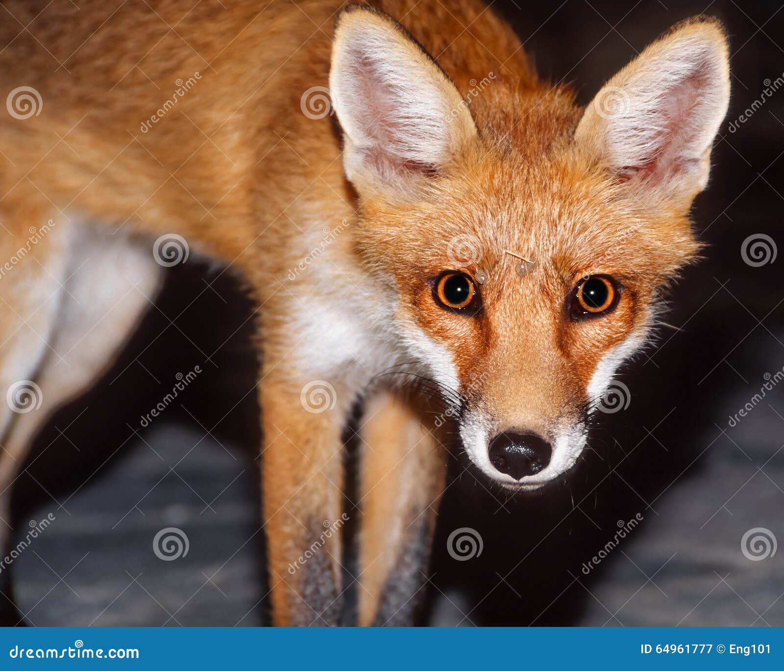 Red Fox Looking at the Camera Stock Image - Image of eyes, beast: 64961777
