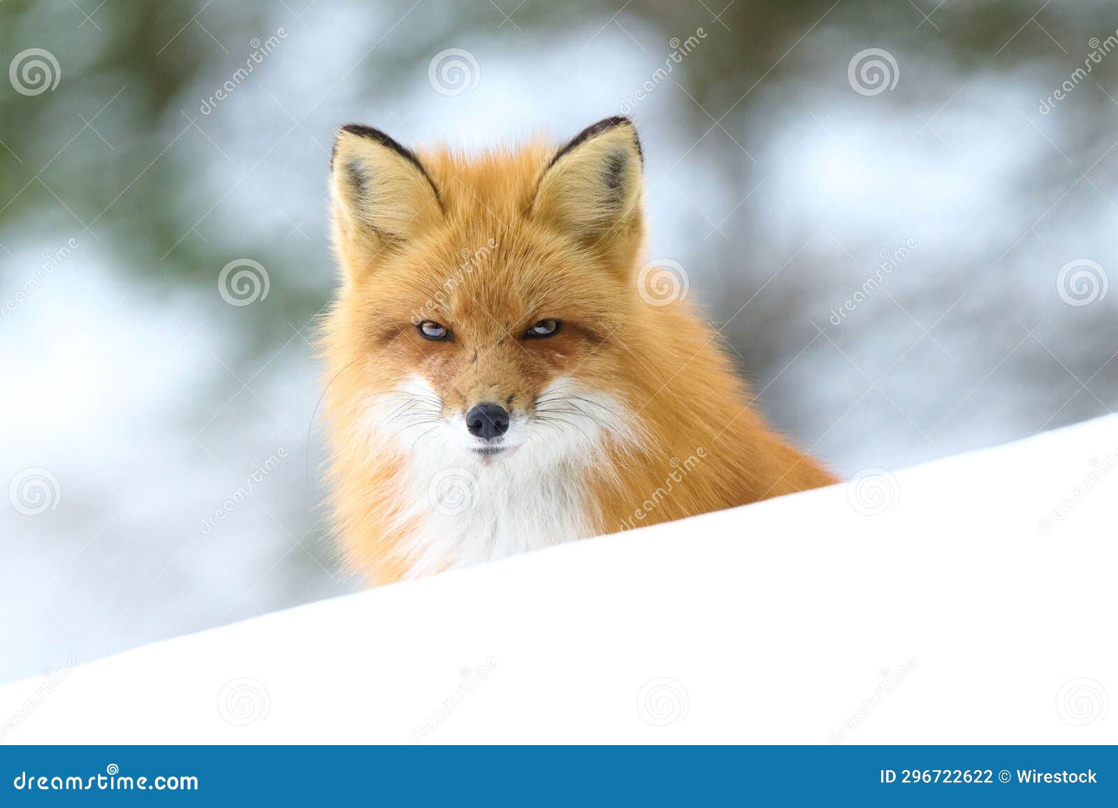 Red Fox Looking Directly into the Camera with Inquisitive Eyes Stock ...