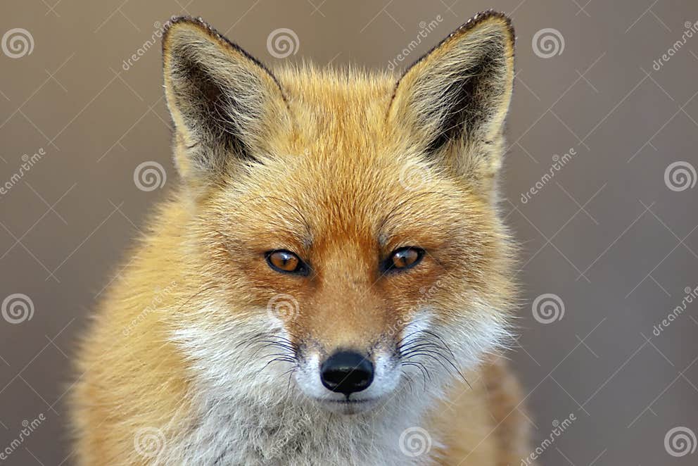 Red Fox stock photo. Image of front, nature, adult, outdoor - 31615200
