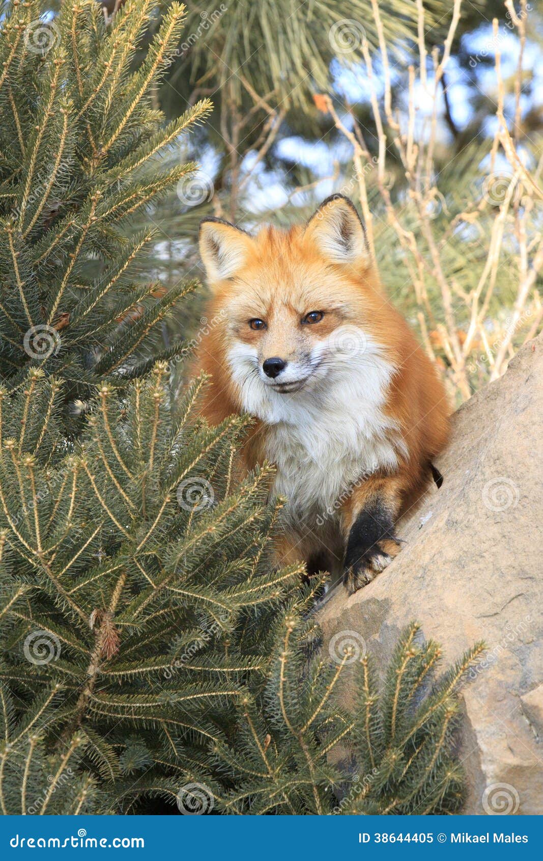 Red Fox Looking Out for Food Stock Image - Image of carnivora ...