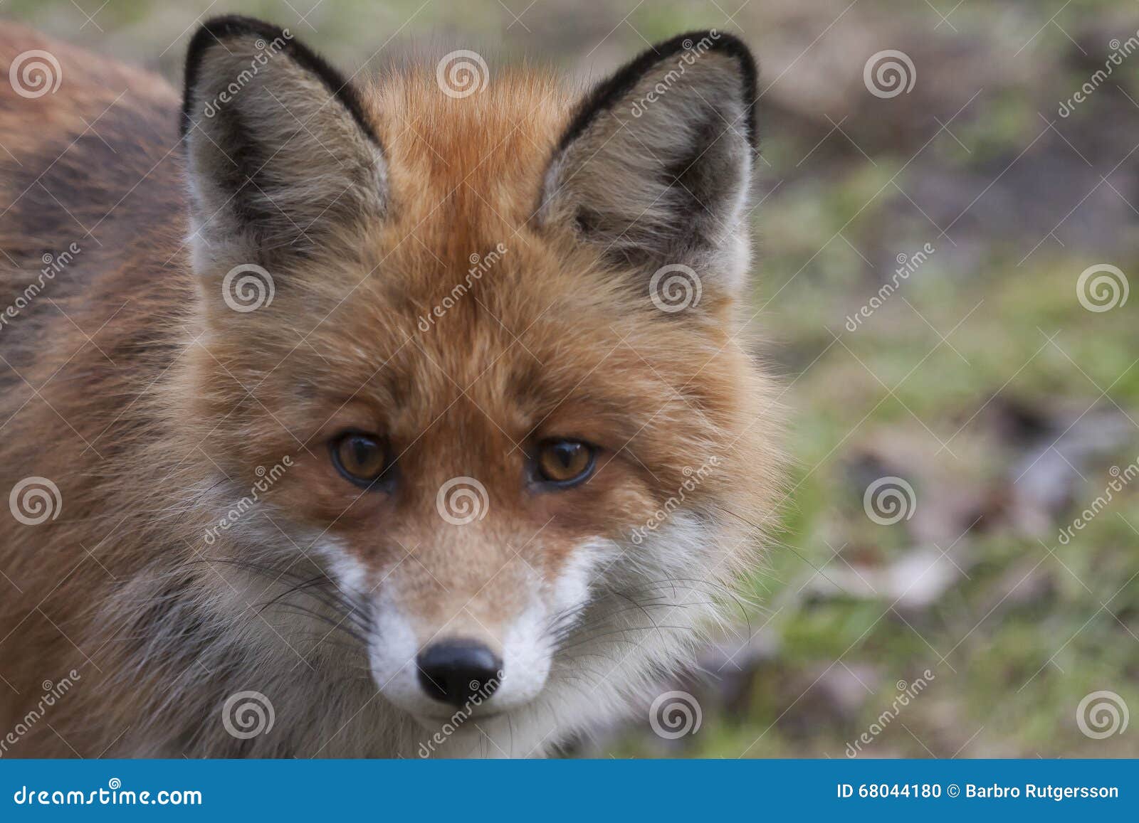 Red fox stock photo. Image of face, animal, redfox, looking - 68044180