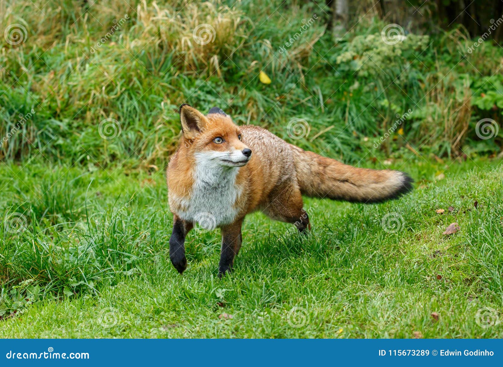 The Red Fox Looking Up at the Sky Stock Image - Image of white ...
