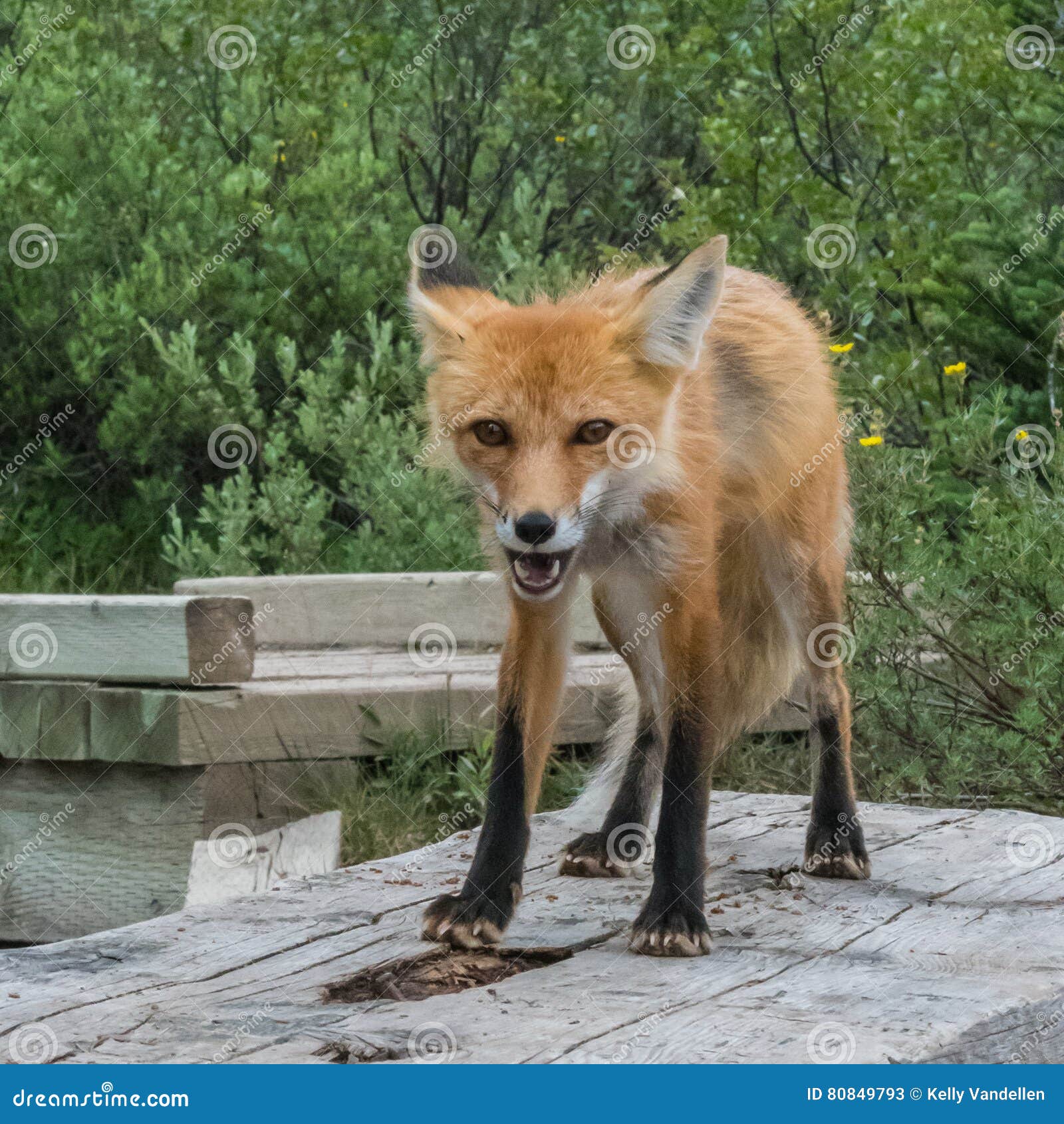 Red Fox Looks at Camera stock image. Image of wildlife - 80849793