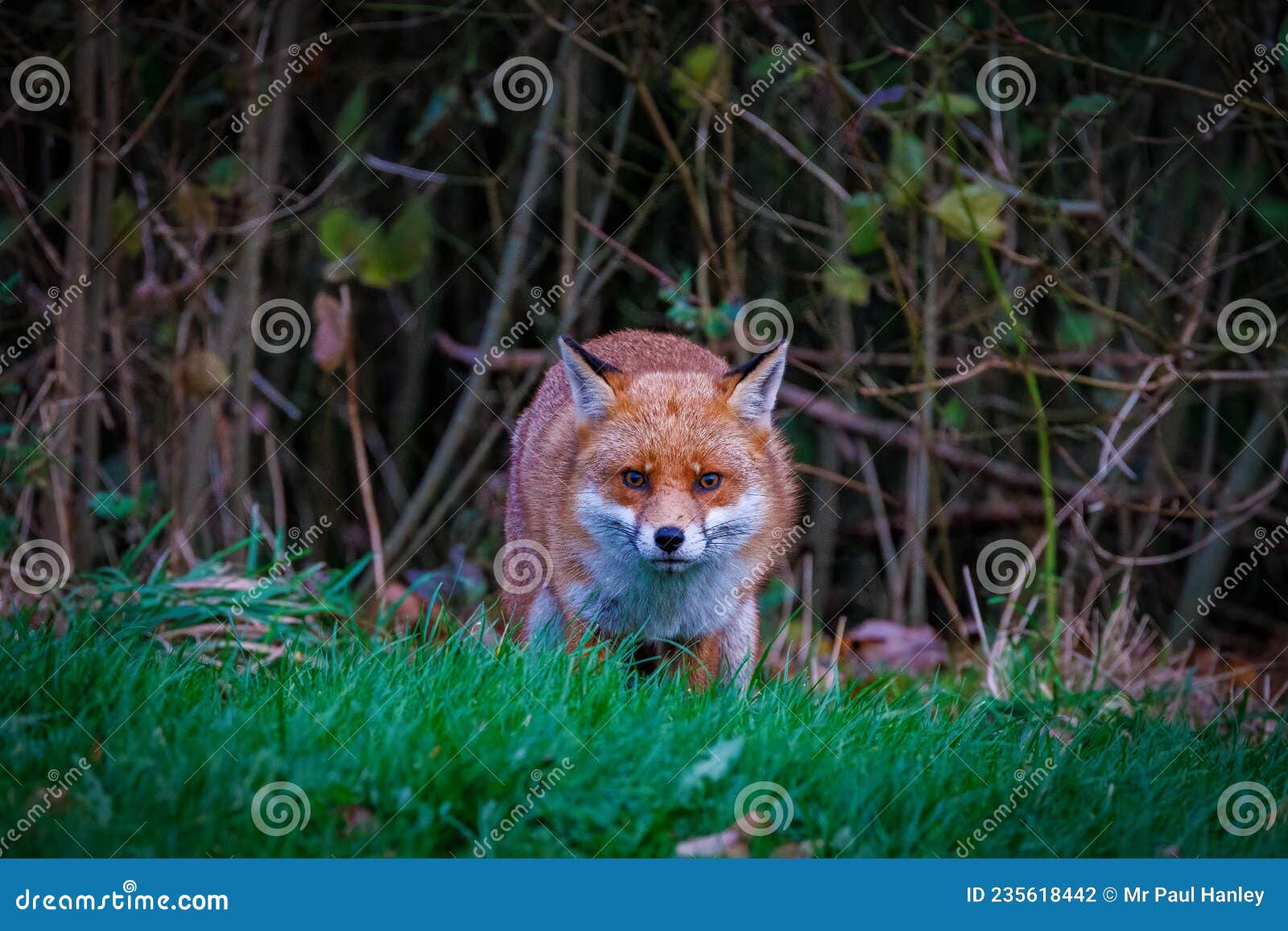 A Red Fox Looks Directly into the Camera Stock Photo - Image of forest ...