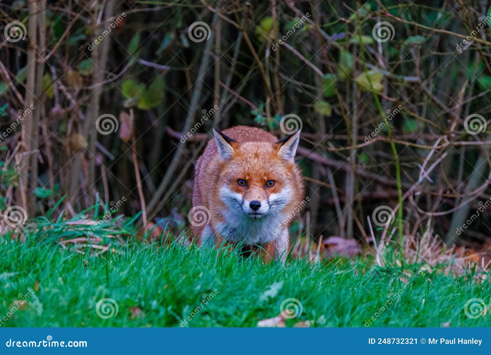 A Red Fox Looks Directly into the Camera Stock Image - Image of canine ...