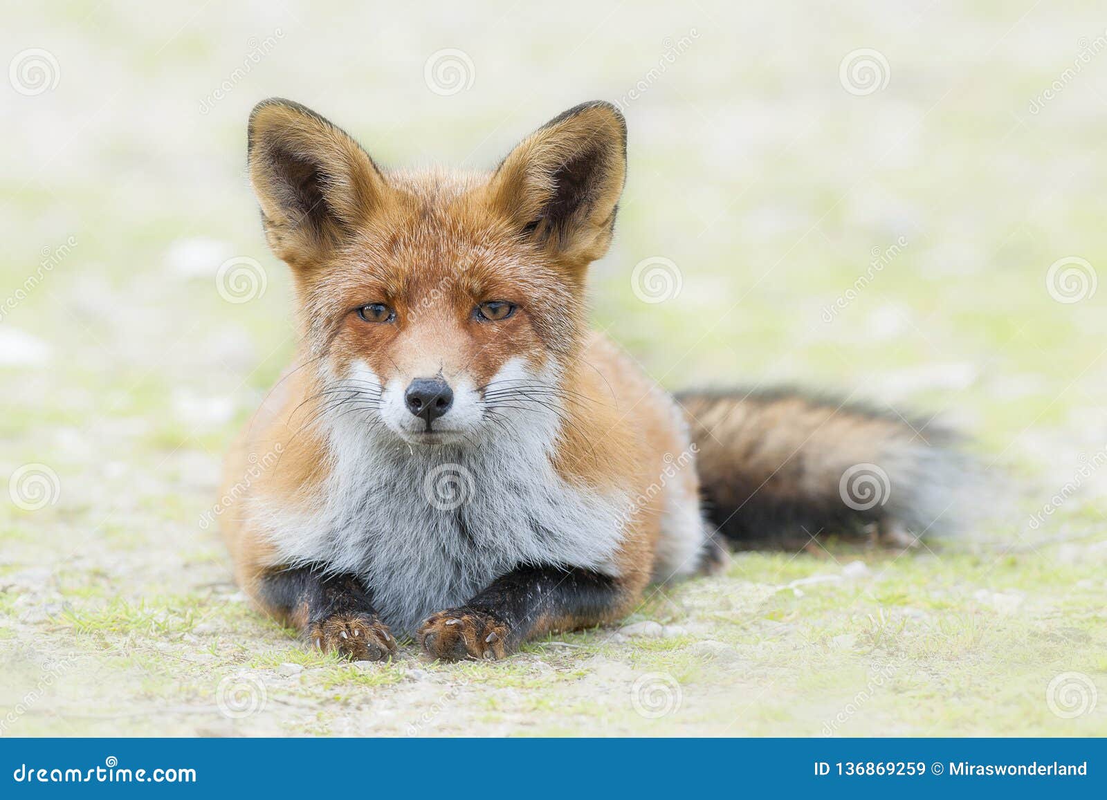 Red Fox Lying Down in De Grass Stock Image - Image of looking, camera ...