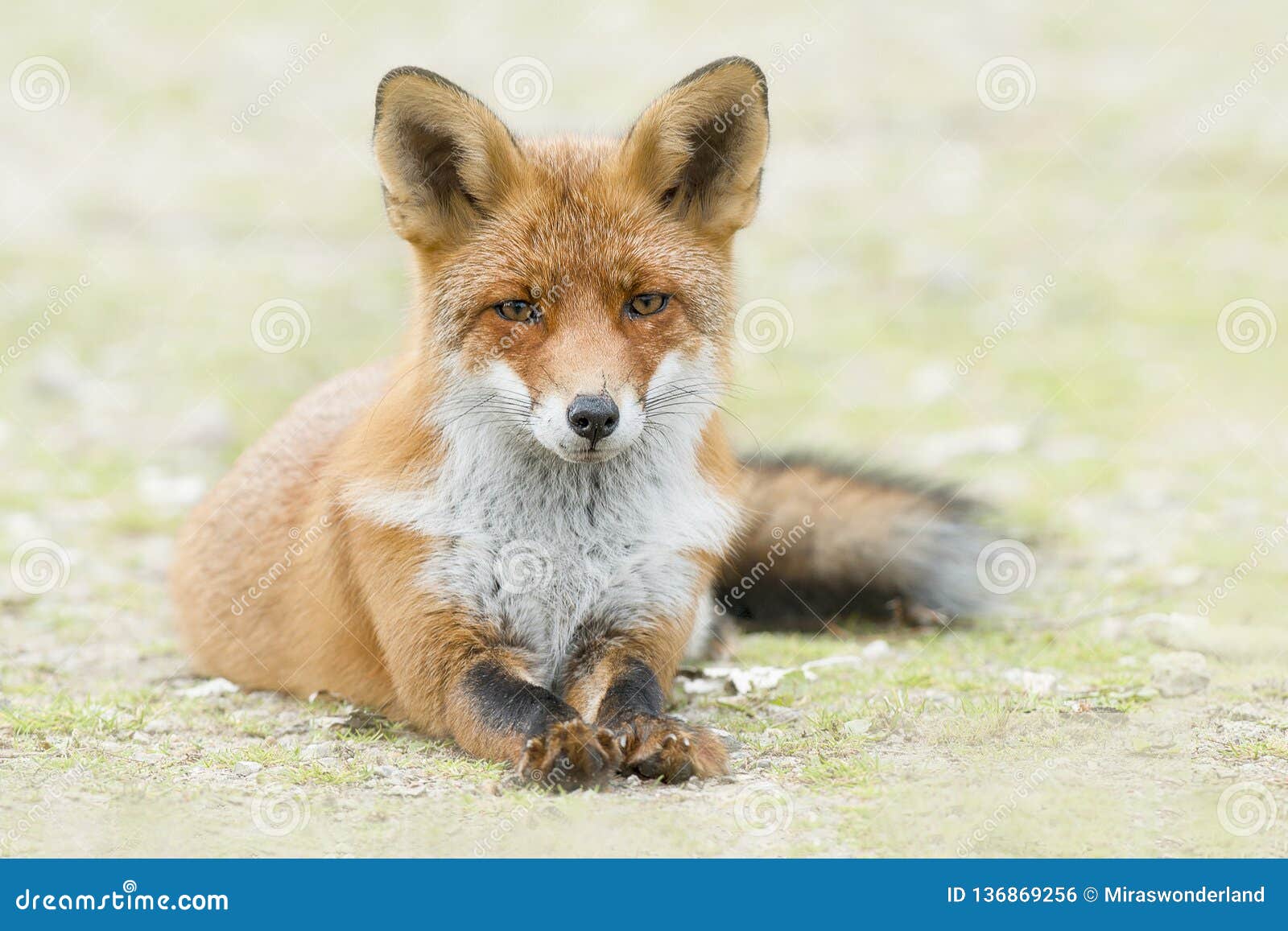 Red Fox Lying Down in De Grass with Stretched Legs Stock Photo - Image ...