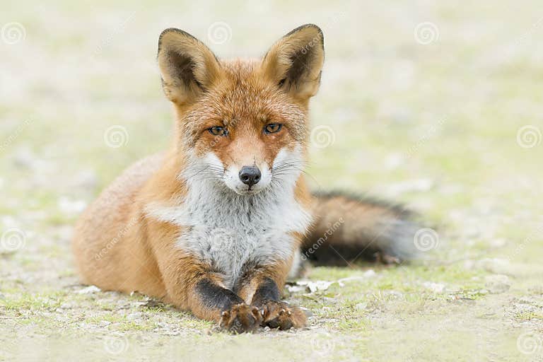 Red Fox Lying Down in De Grass with Stretched Legs Stock Photo - Image ...