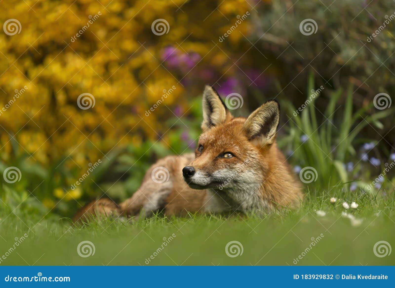 Red Fox Lying on the Grass in the Back Garden Stock Photo - Image of ...