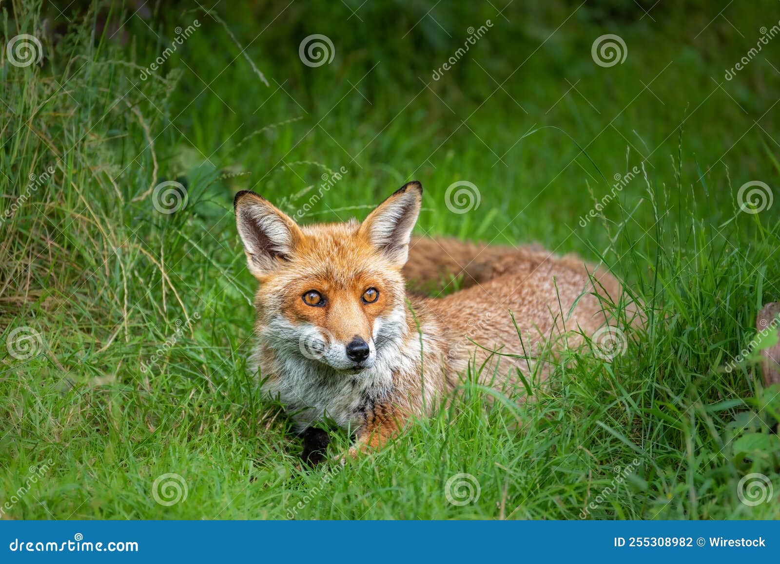 Red Fox Lying on the Grass and Watching with Curiosity Stock Photo ...