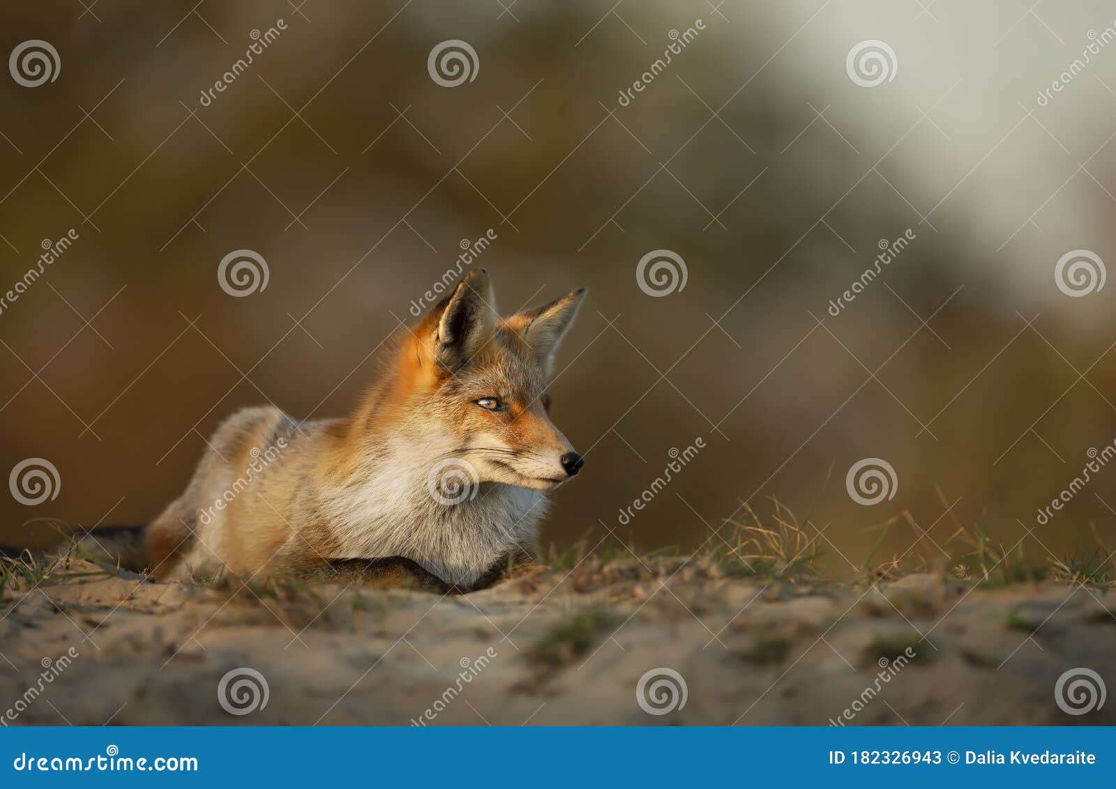 Red Fox Lying on Sand at Sunset Stock Image - Image of animal, closeup ...