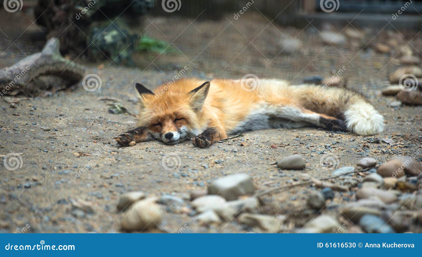 Red Fox Lying Sleeping on the Ground Stock Photo - Image of mammal ...