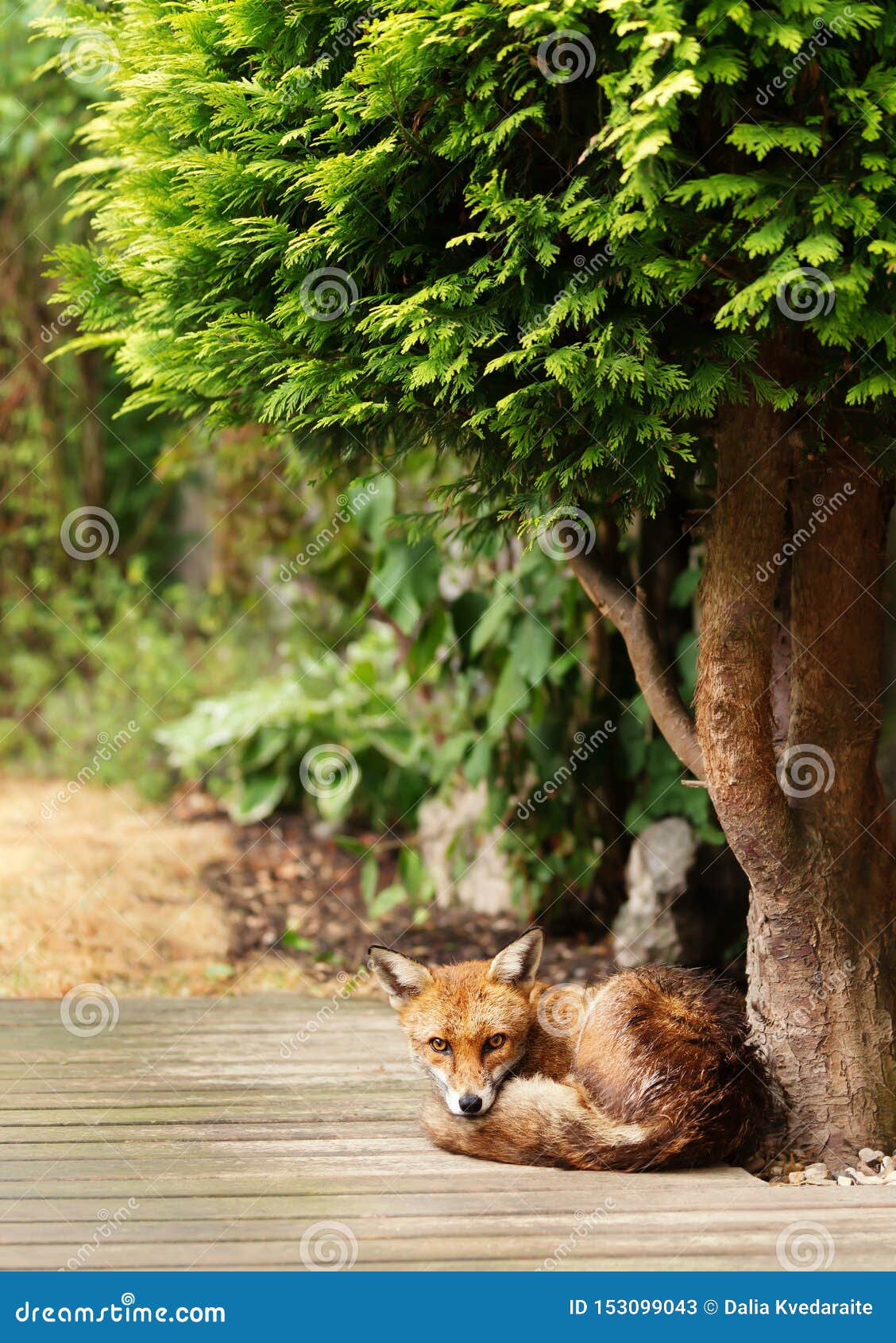 Red Fox Lying Under Tree in the Garden Stock Image - Image of animal ...