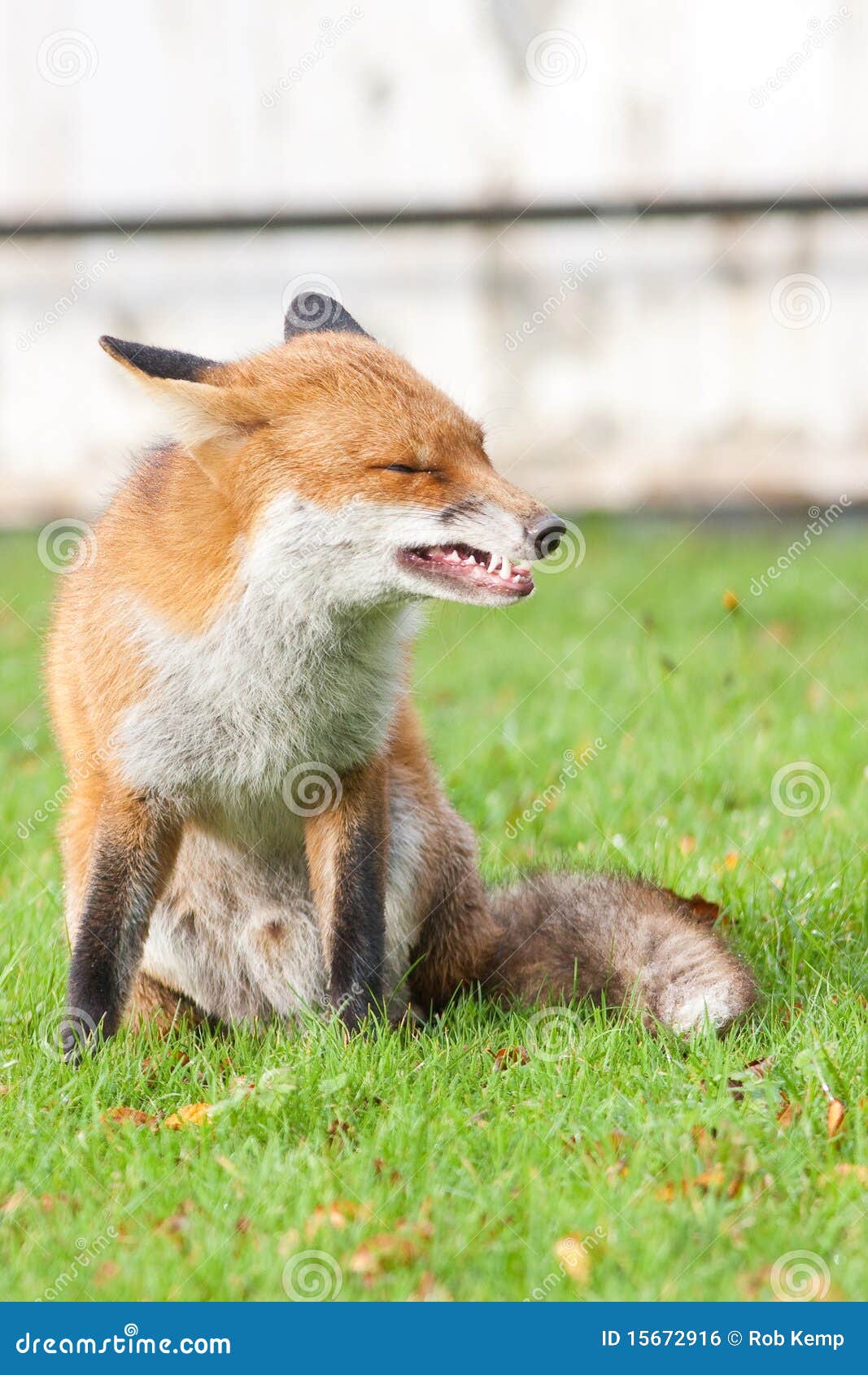 Red Fox Male Snarling stock photo. Image of mouth, animal - 15672916