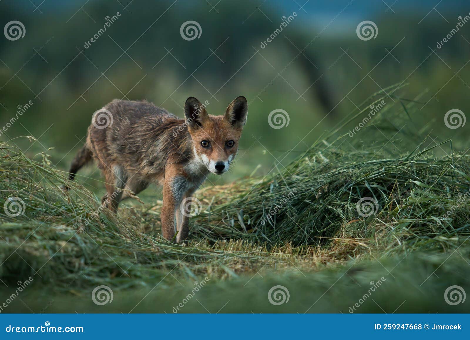 Red Fox on a Meadow among Heaps of a Cut Down Grass Looking into Camera ...