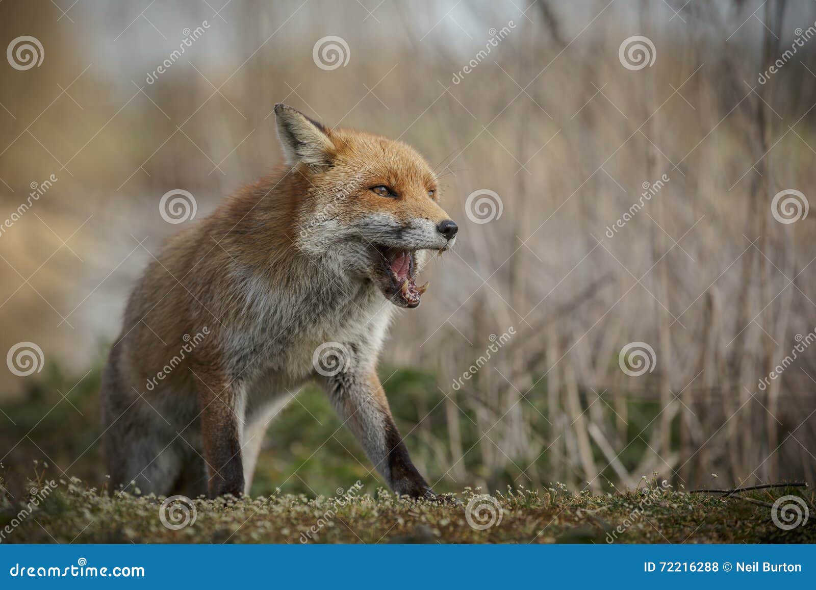 Red fox in mid yawn stock photo. Image of nose, forrest - 72216288