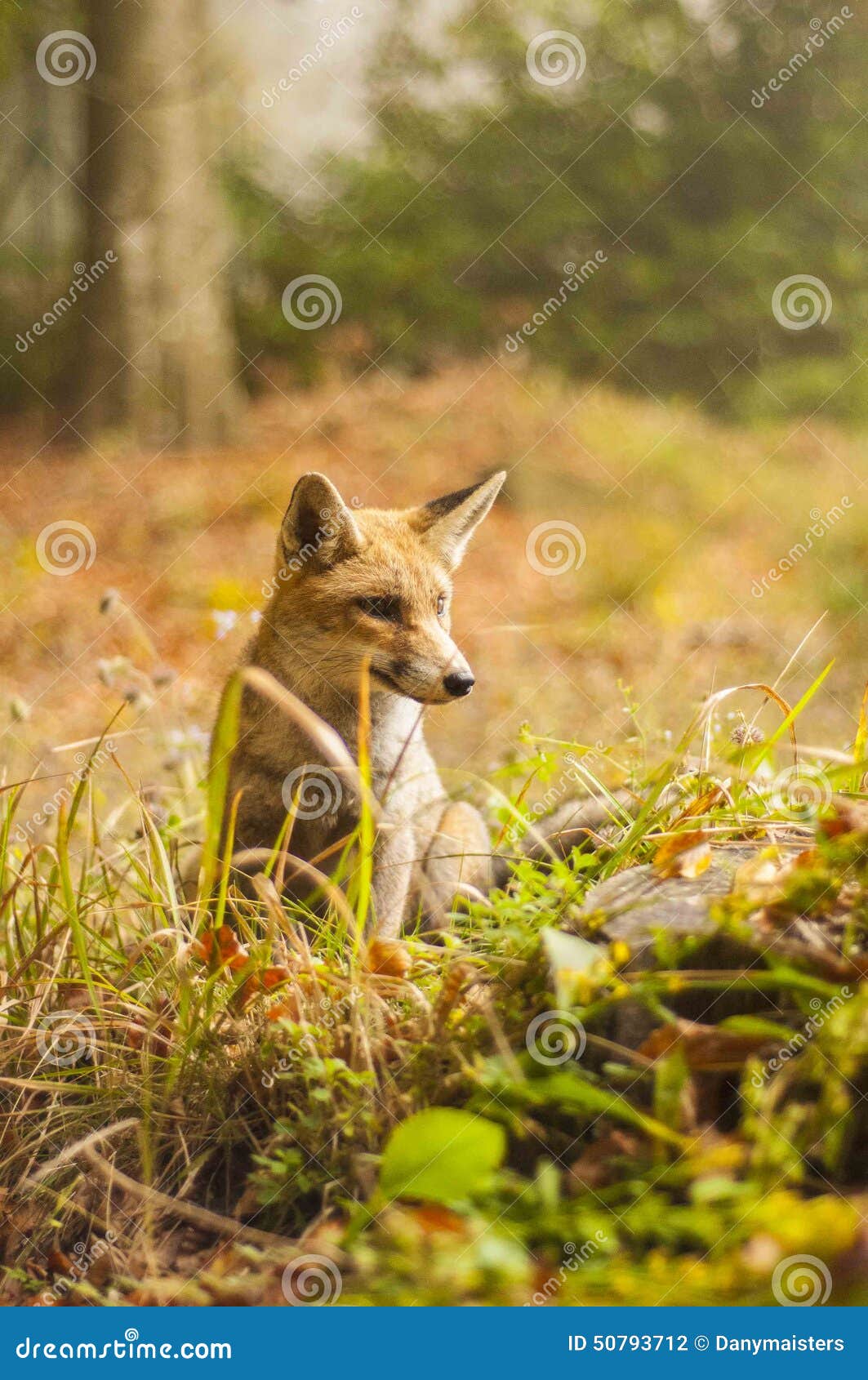 Red Fox stock photo. Image of wildlife, scenic, italy - 50793712