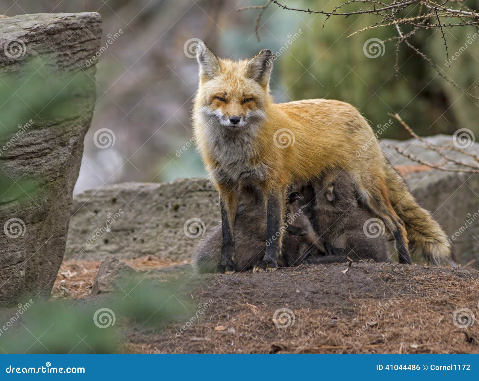Red fox stock photo. Image of animals, animal, light - 41044486